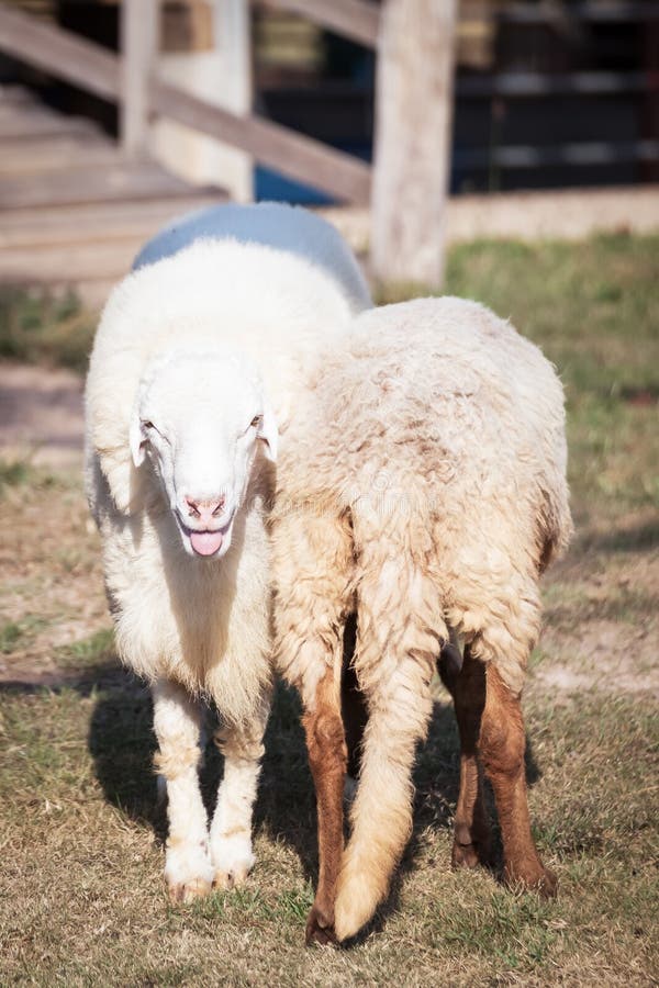 Sheep Looking and Smiling and Back of Sheep Stock Image - Image of ...