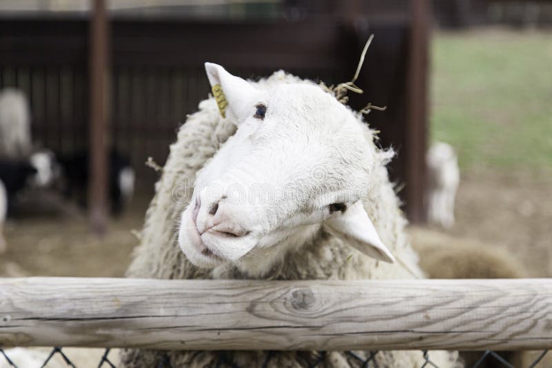 Sheep looking stock image. Image of animal, look, length - 53841351