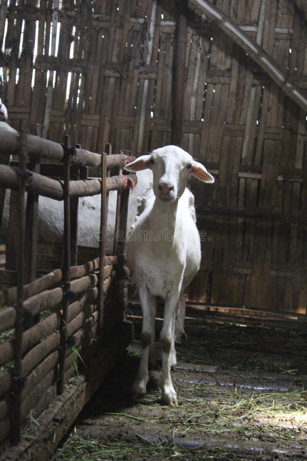 Skinny Sheep Stock Photos - Free & Royalty-Free Stock Photos from ...