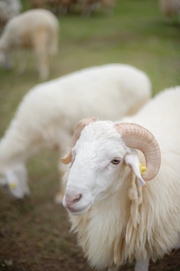 Shy sheep stock photo. Image of farm, sheepshead, sheep - 121010920