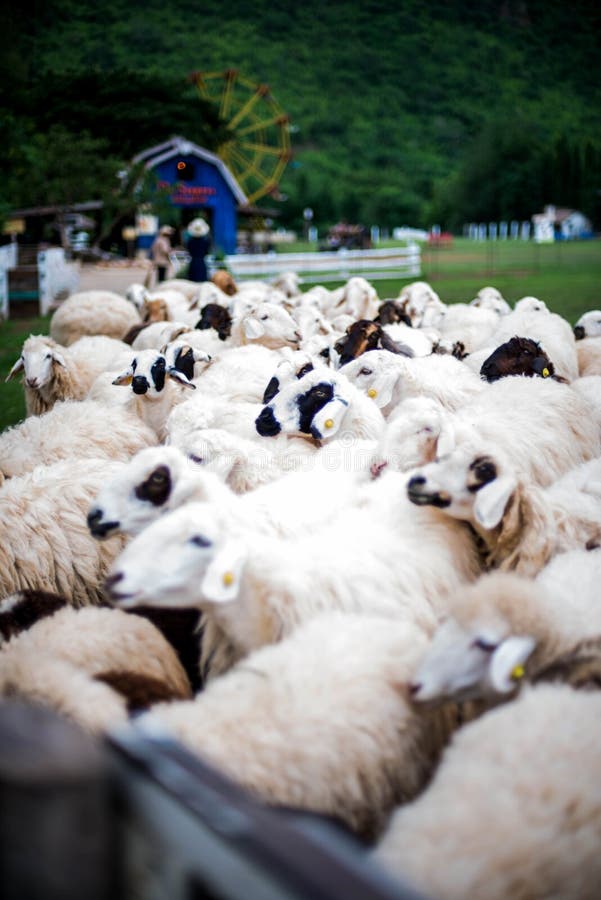 Cheep stock image. Image of rural, cheep, agriculture - 91145857