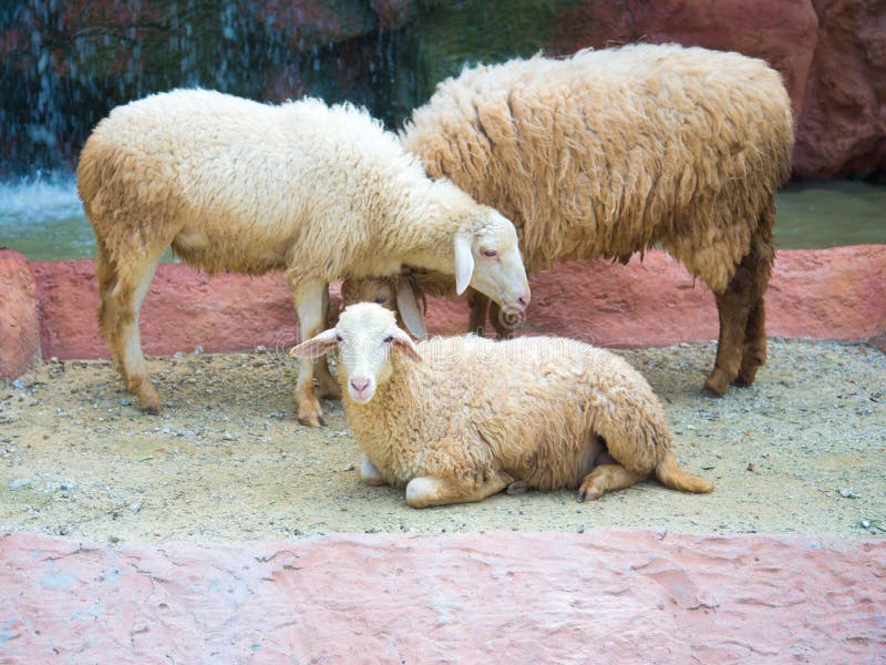 Sheep in a lovely zoo stock photo. Image of summer, mammal - 42846180