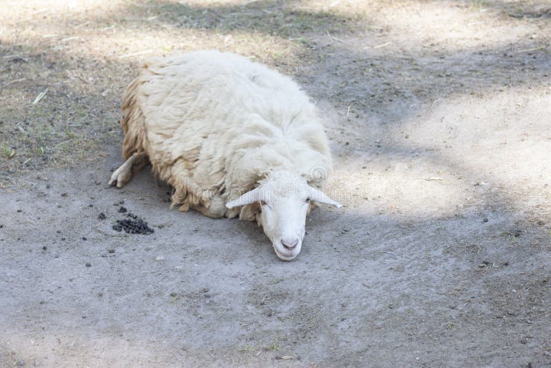 Sheep Lying Down on the Grass and Looking Camera. Stock Photo - Image ...