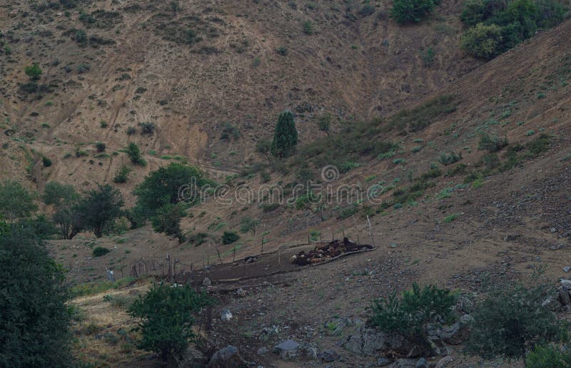 The Sheep are Lying in the Nest Stock Image - Image of farmland, travel ...