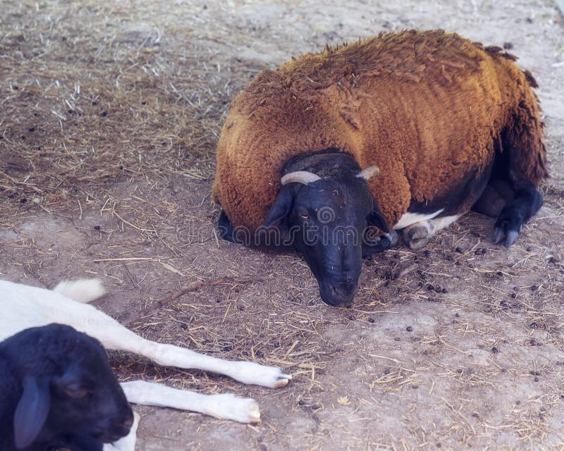 Sheep Lying Resting in the Shade Stock Photo - Image of nature, hairy ...