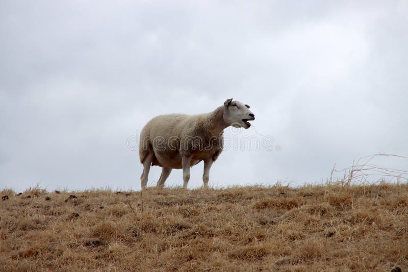 Sheep is Making Noise on a in the Netherlands Stock Image - Image of ...