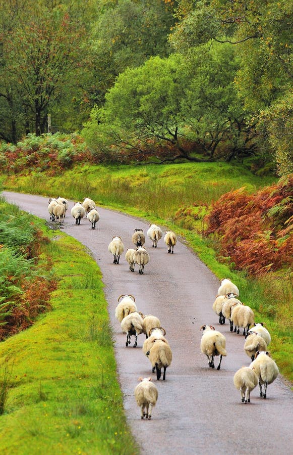 Returning home stock image. Image of countryside, returning - 28589019