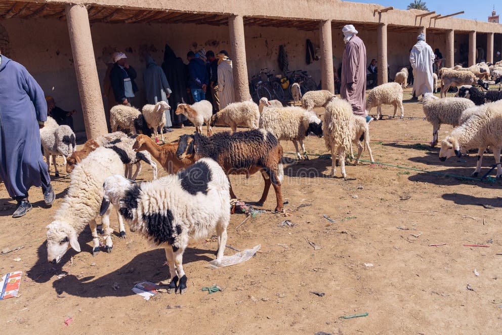 SHEEP MARKET in Rissanni, Morocco Editorial Photography - Image of ...