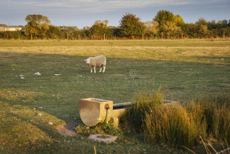 238 Romney Sheep Photos - Free & Royalty-Free Stock Photos from Dreamstime