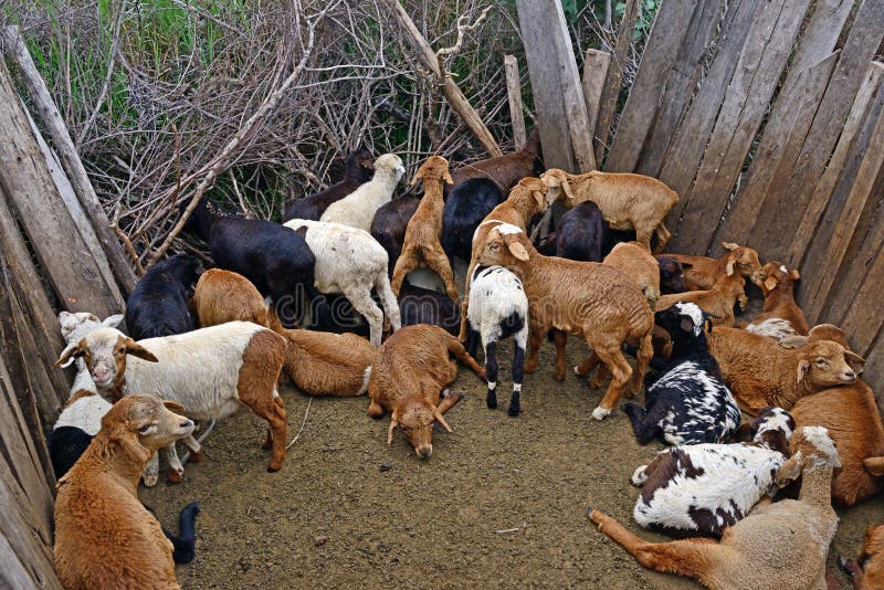 Sheep Masai tribe stock image. Image of habitat, nature - 63967713