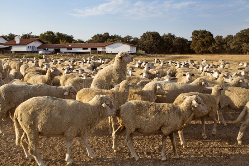 Sheep mating stock image. Image of themes, resting, flock - 31807497