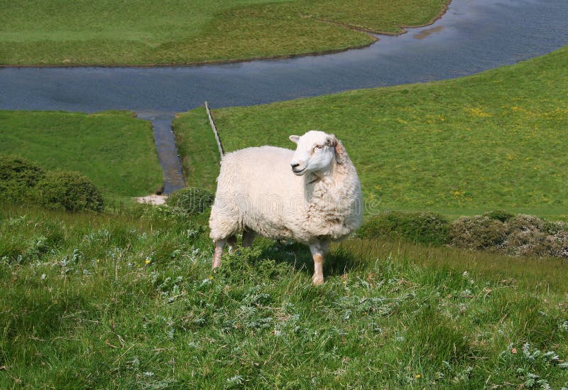 Sheep stock image. Image of grass, england, animal, farm - 93471437