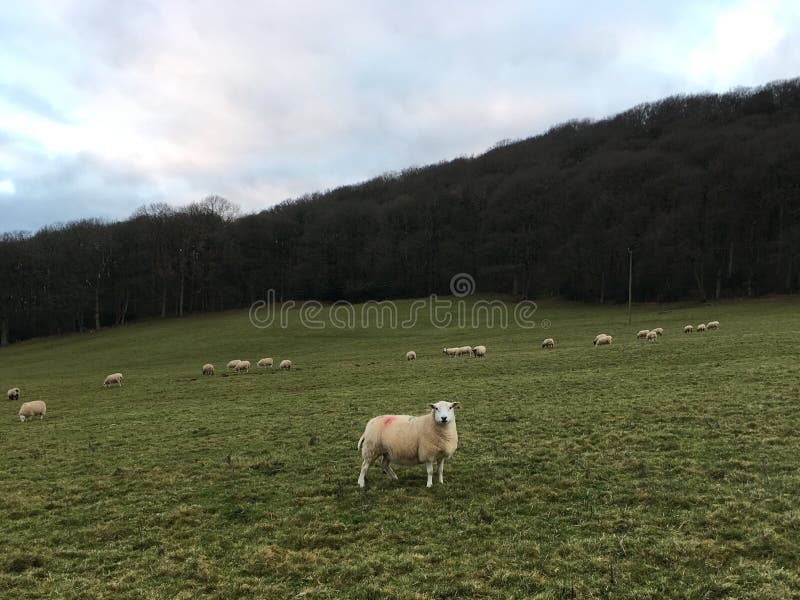 Sheep stock image. Image of meadow, sheep, front, flock - 84031081