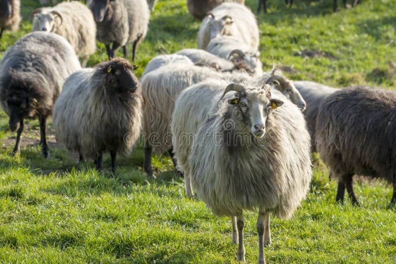 Sheep in a Meadow in Germany Stock Photo - Image of germany, wool ...