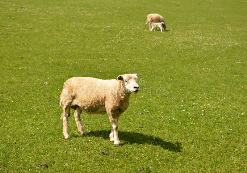 Sheep stock photo. Image of grass, green, naive, field - 53880828