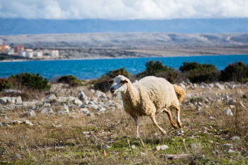 Sheep on a meadow stock photo. Image of herd, destinations - 47261906