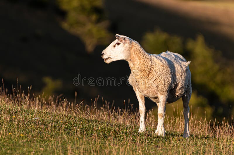 Sheep on the Meadow Looking Left Stock Image - Image of countryside ...