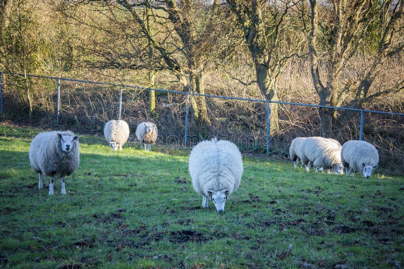 Sheep on the Meadow, Spring in the Village Stock Photo - Image of ...