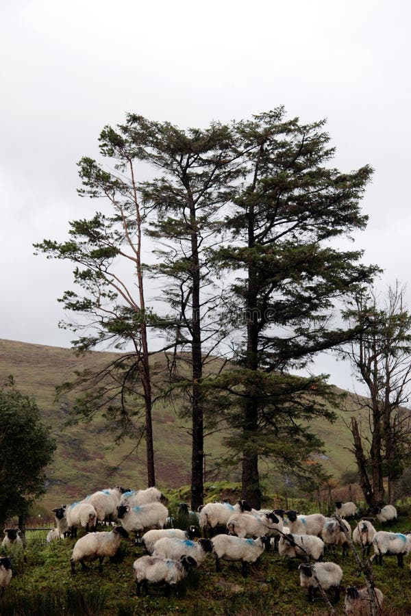 Sheep Meet 2 Picture. Image: 3886224