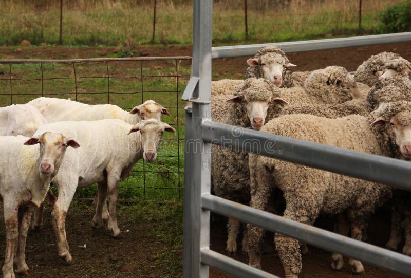 Sheep meeting stock photo. Image of woolly, meeting, wool - 55704326