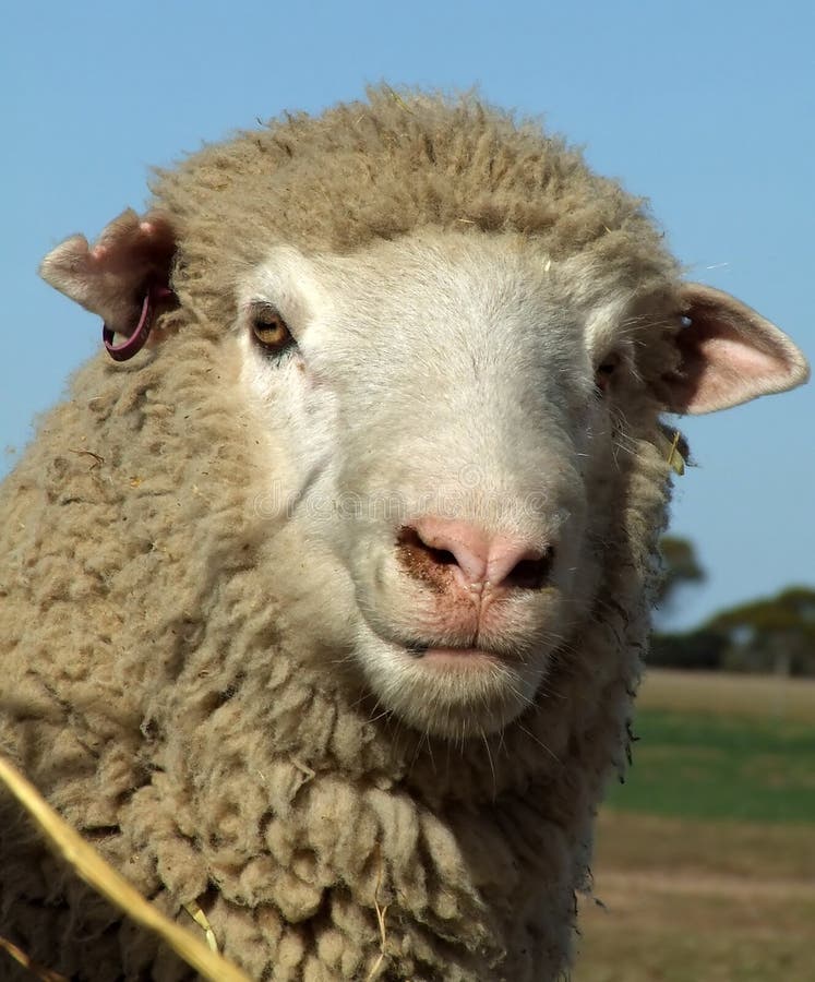 Sheep - Merino stock photo. Image of australia, wool, face - 2384020