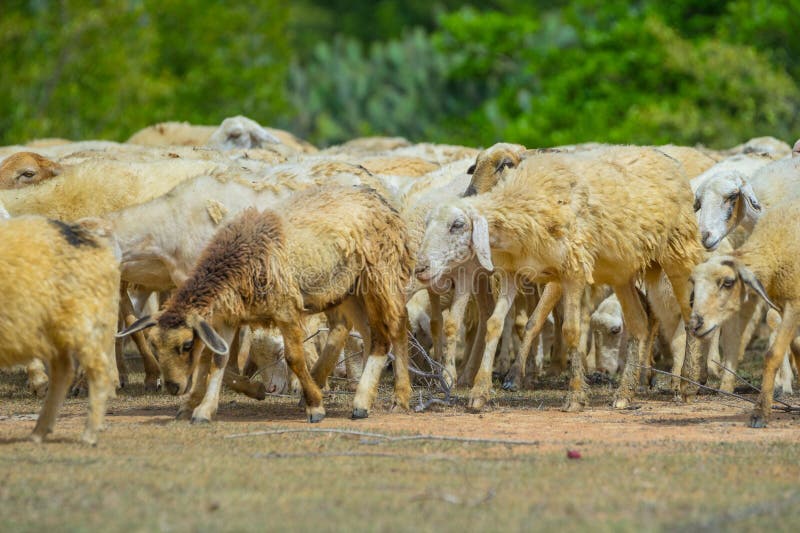 Sheep are Met with Grass Raised in Phan Rang Stock Photo - Image of ...