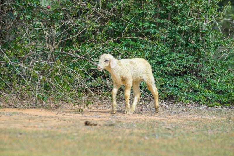 Sheep are Met with Grass Raised in Phan Rang Stock Photo - Image of ...