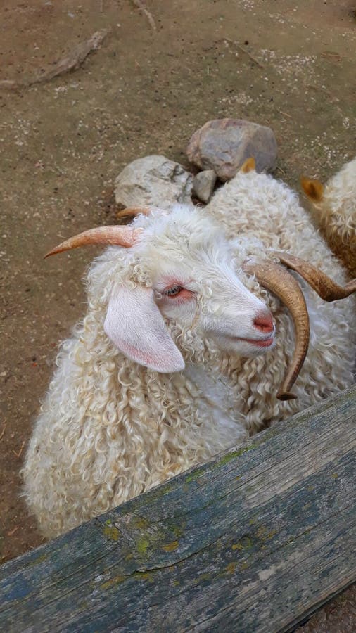 Sheep mila stock photo. Image of sheep, cheap, farm - 268181422