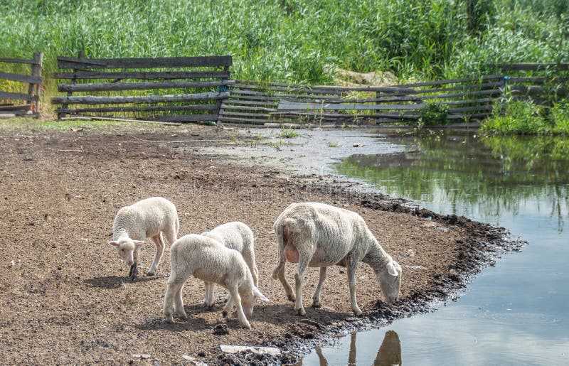 Sheep with Milk in the Udder and Two Little Lambs Drink Water Stock ...