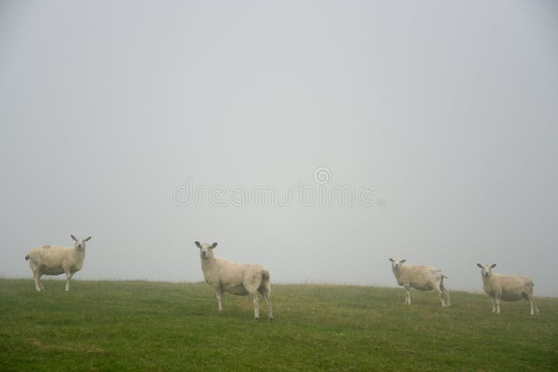 Sheep in Mist on Countisbury, Exmoor, North Devon Stock Image - Image ...