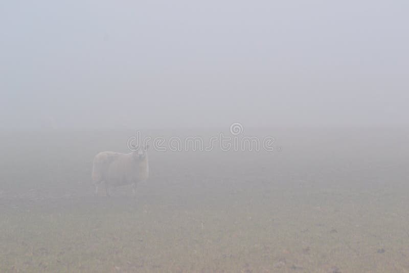 Sheep, Mist in Fields, December Evening, Pilling Stock Image - Image of ...