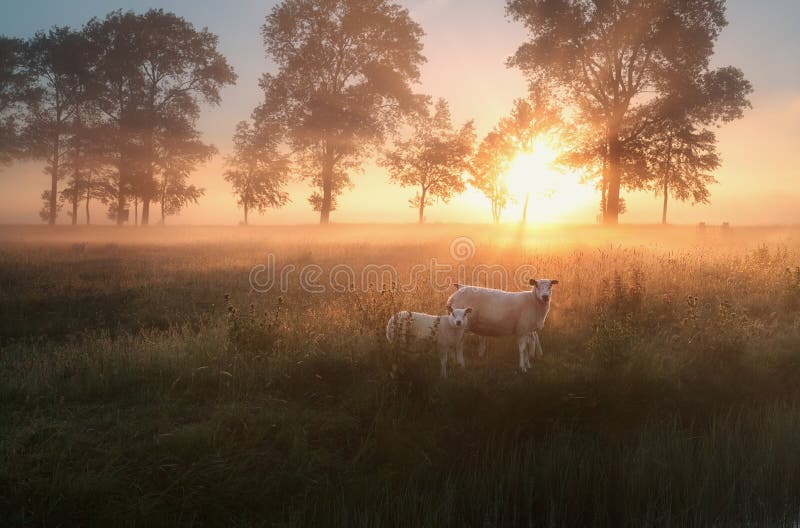 326 Sheep Pastoral Sunrise Stock Photos - Free & Royalty-Free Stock ...