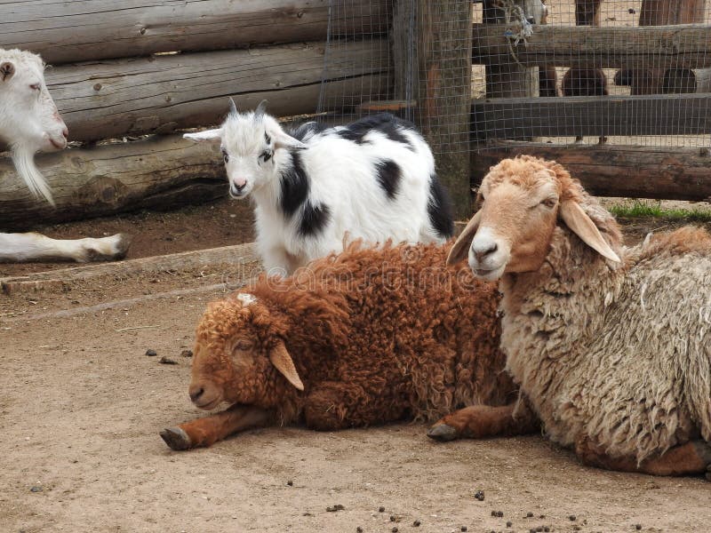 Sheep within a Mob Turn To Check Out the Photographer Stock Photo ...