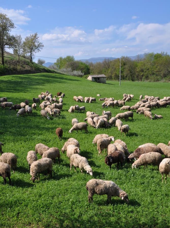 Sheep on a Montefalco Farm in Umbria, Italy Stock Image - Image of ...
