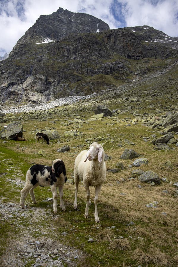 Sheep in the Alps, Slovenia Stock Photo - Image of rocky, hungry: 27228086