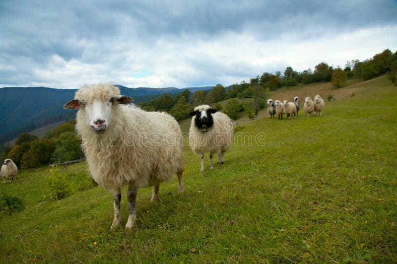 Sheep in mountain stock image. Image of landscape, grass - 7284921