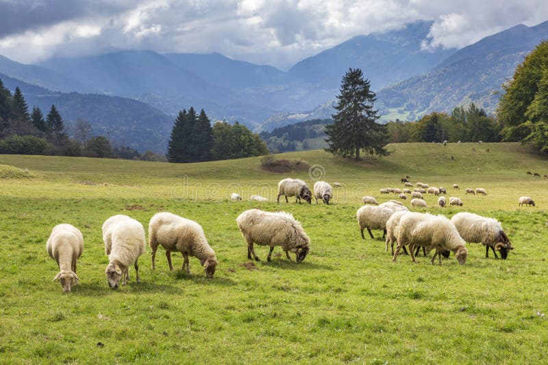 Sheep in Mountain. French Alps at Granges De Joigny. Stock Image ...