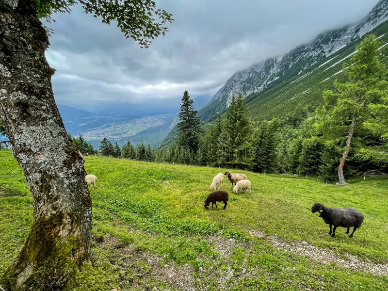 Sheep on a Mountain Pasture in the Alps Stock Image - Image of herd ...