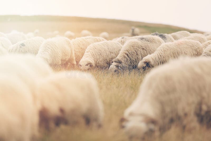 Sheep on the Fields, Full Portrait Stock Photo - Image of landscape ...