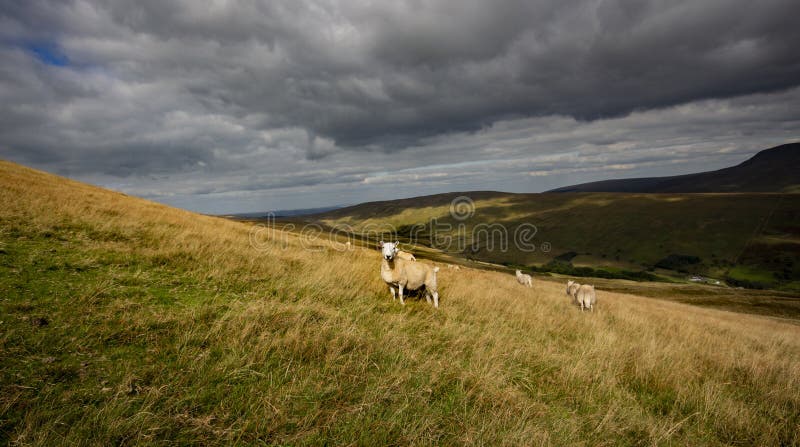 Sheep in the Mountains of the Brecon Beacons Stock Photo - Image of ...