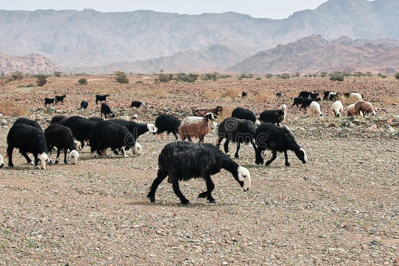 148 Saudi Sheep Stock Photos - Free & Royalty-Free Stock Photos from ...
