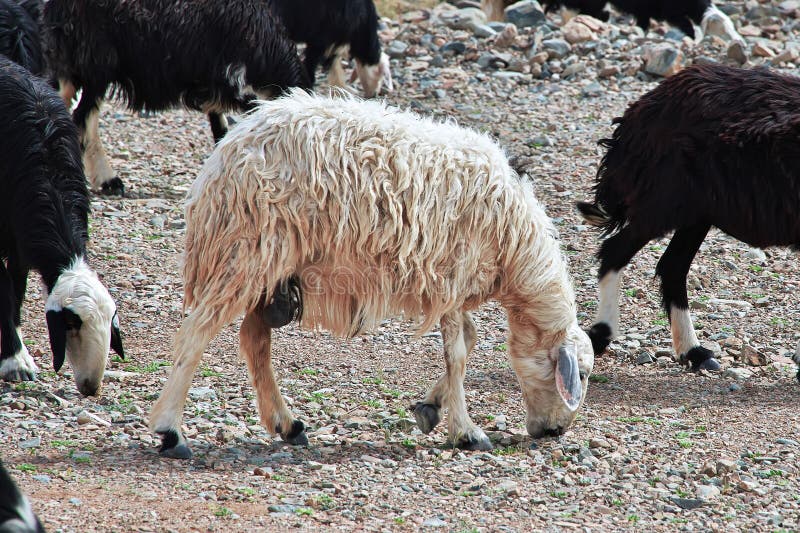 148 Saudi Sheep Stock Photos - Free & Royalty-Free Stock Photos from ...