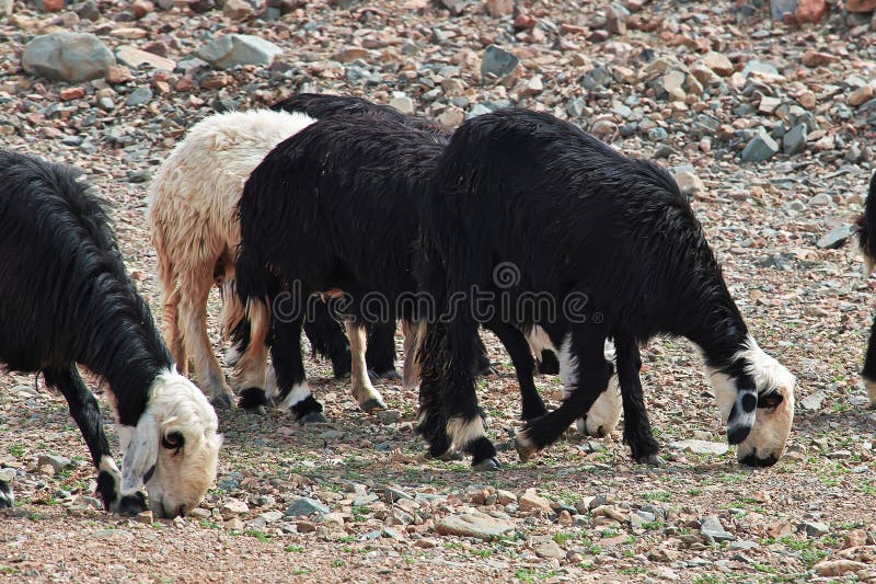 148 Saudi Sheep Stock Photos - Free & Royalty-Free Stock Photos from ...