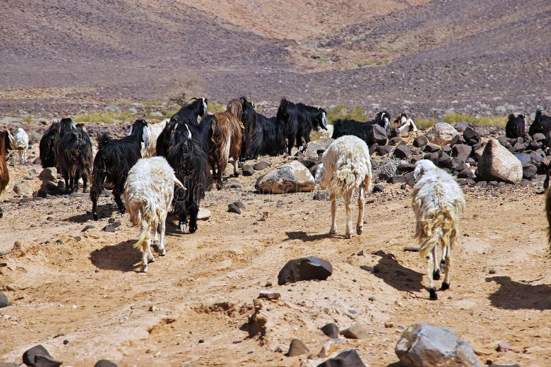 148 Saudi Sheep Stock Photos - Free & Royalty-Free Stock Photos from ...