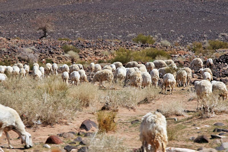 148 Saudi Sheep Stock Photos - Free & Royalty-Free Stock Photos from ...