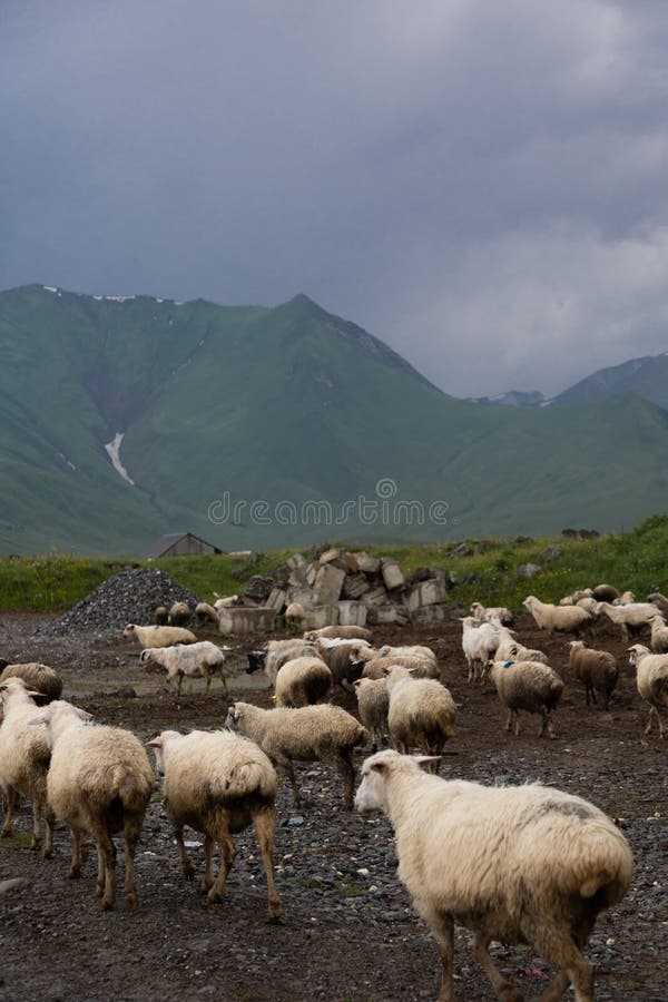 Sheep in the mountains stock photo. Image of highland - 331458822
