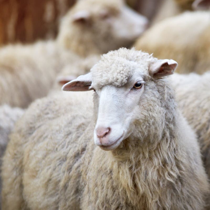 1,207 Sad Sheep Stock Photos - Free & Royalty-Free Stock Photos from ...