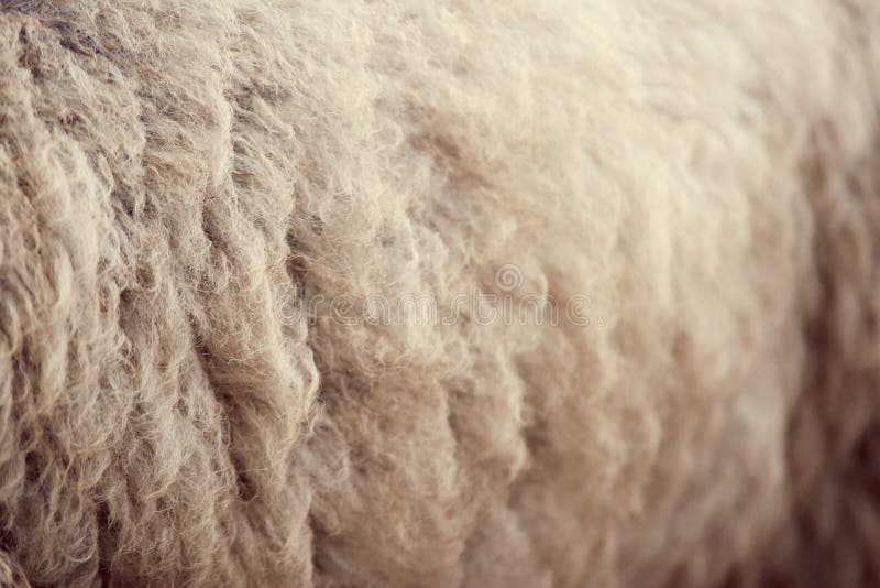 Sheep Muzzle Outdoors. Standing and Staring Breeding Agriculture Animal ...