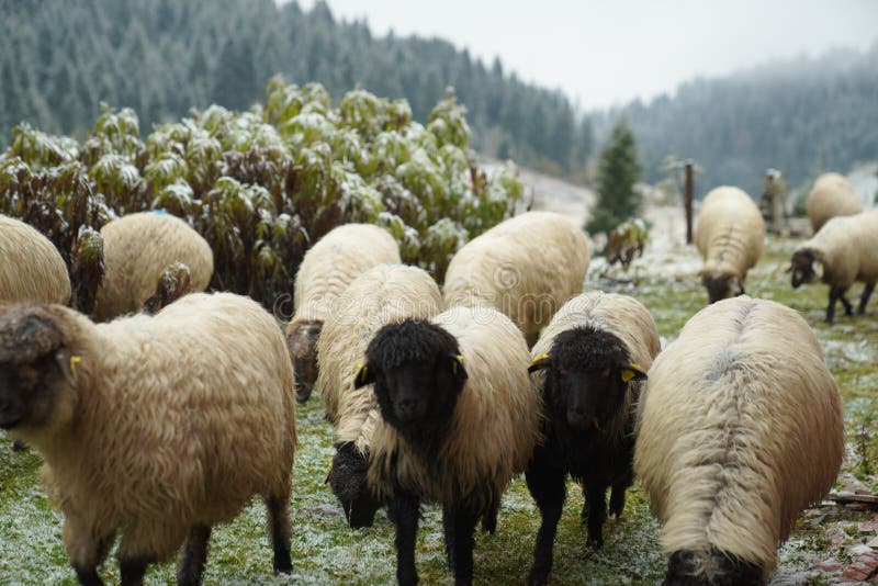Sheep stock image. Image of meadow, natural, nature - 253811151