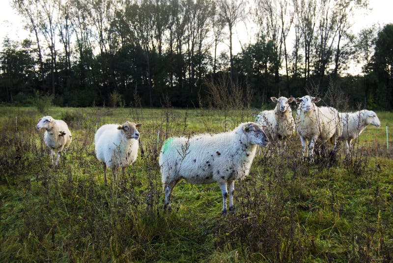 Sheep in a nature area stock image. Image of herbs, landscape - 40274399